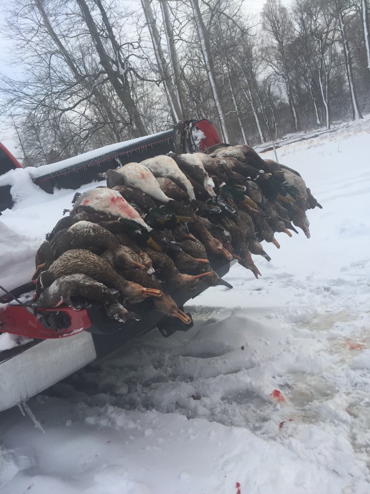 Gray's Camp at Reelfoot Lake - Guided Hunting, Fishing & Lodging