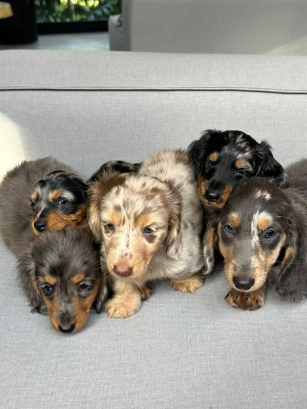 Teckel Dachshund Colombia - Criadero de Perros Salchichas