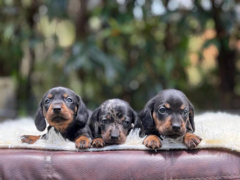 Teckel Dachshund Colombia - Criadero de Perros Salchichas