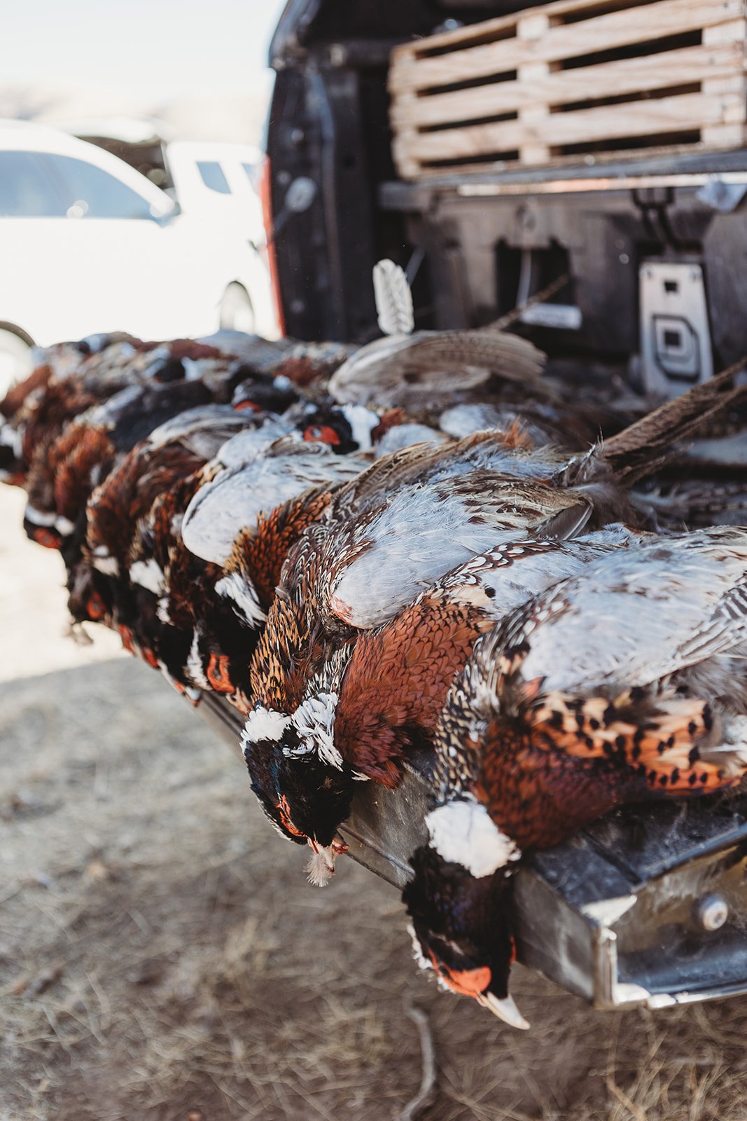 Wild West Roosters - Premier Idaho Pheasant Hunting