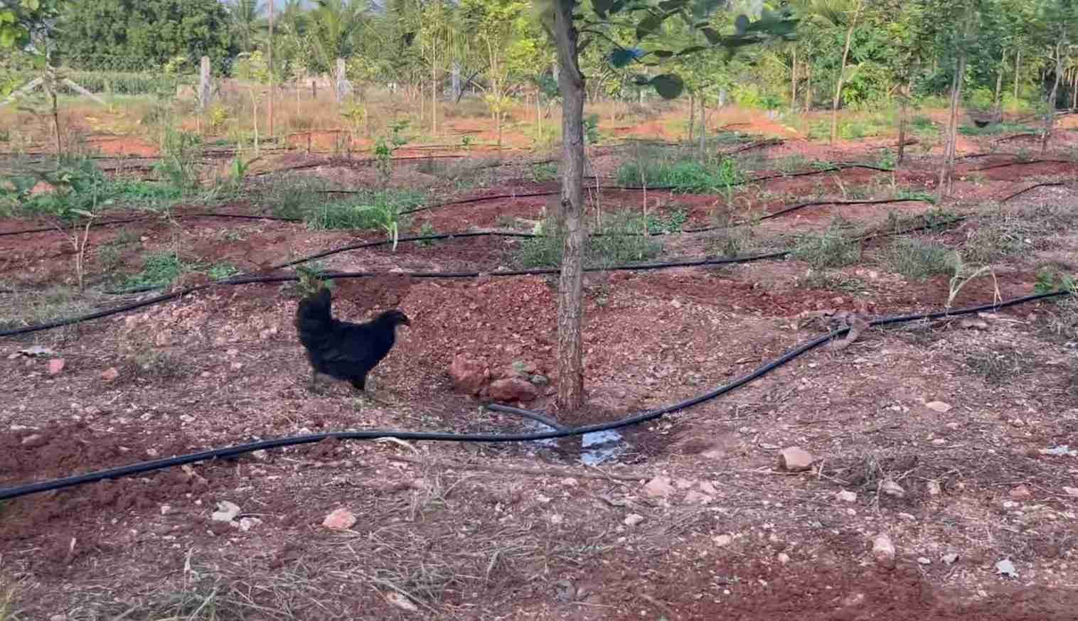 Bhagachasi Farmer Producer Company Limited | Organic Farming with land ...